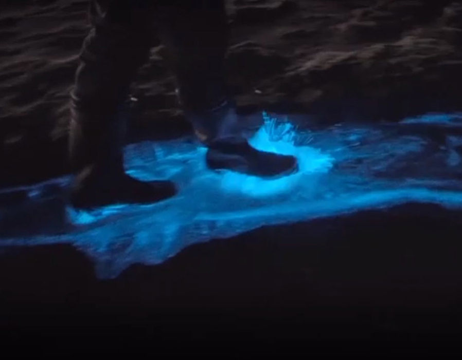 Sea Sparkle – Sea Sparkle